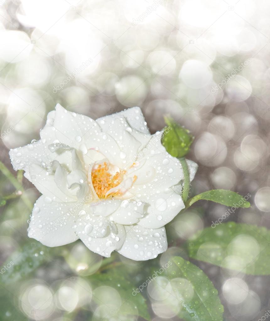 Raindrops On White Roses