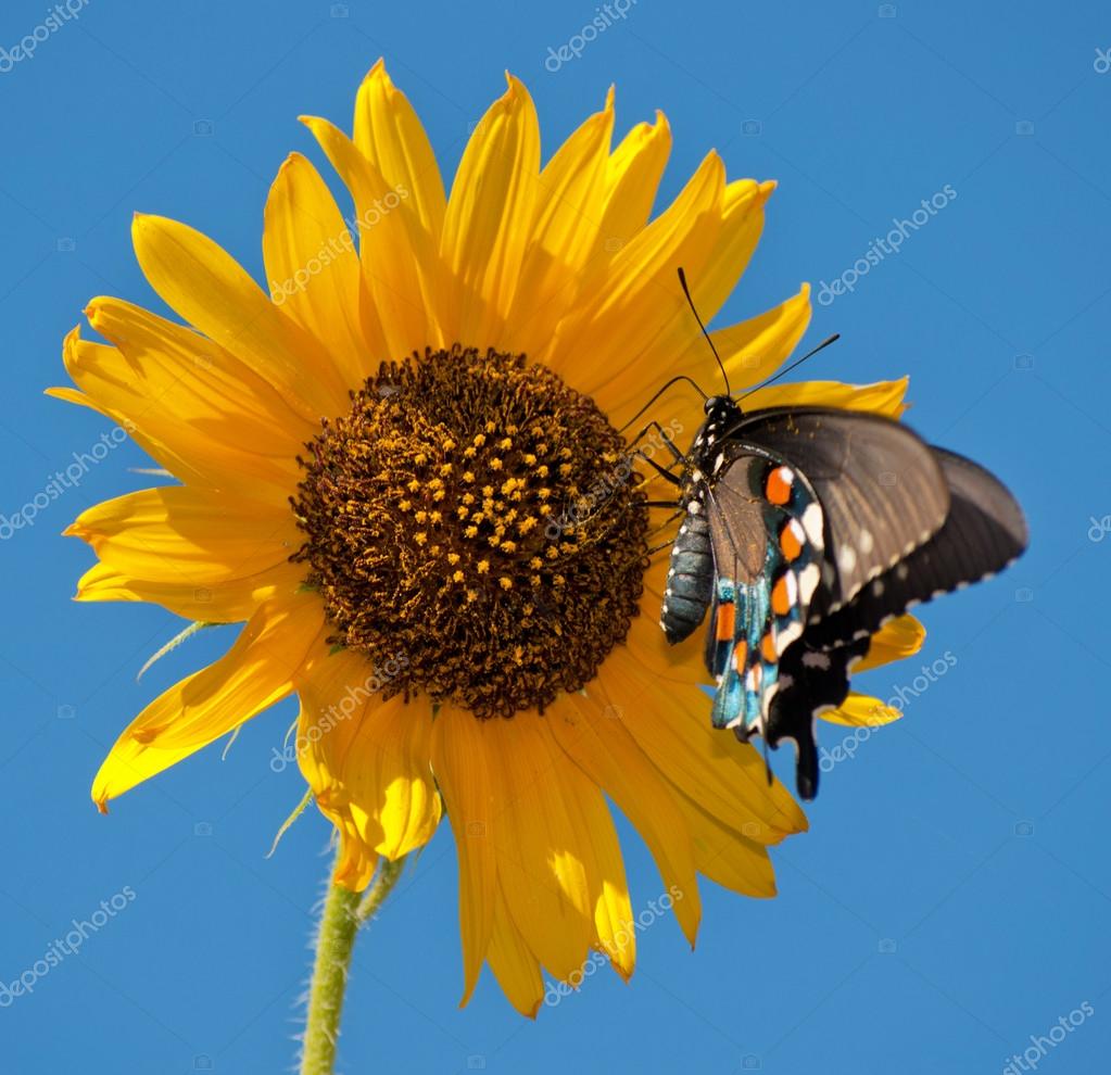 Blue Butterfly On Sunflower
