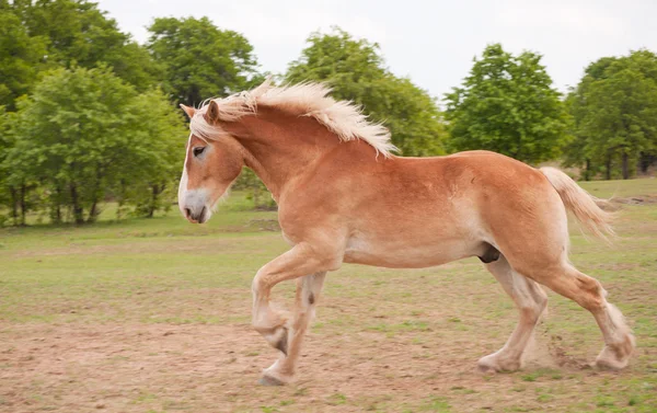 Draft Horse Cantering