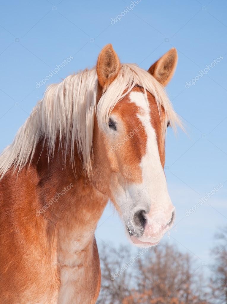 Handsome Belgian draft horse with snow on his muzzle, against clear ...