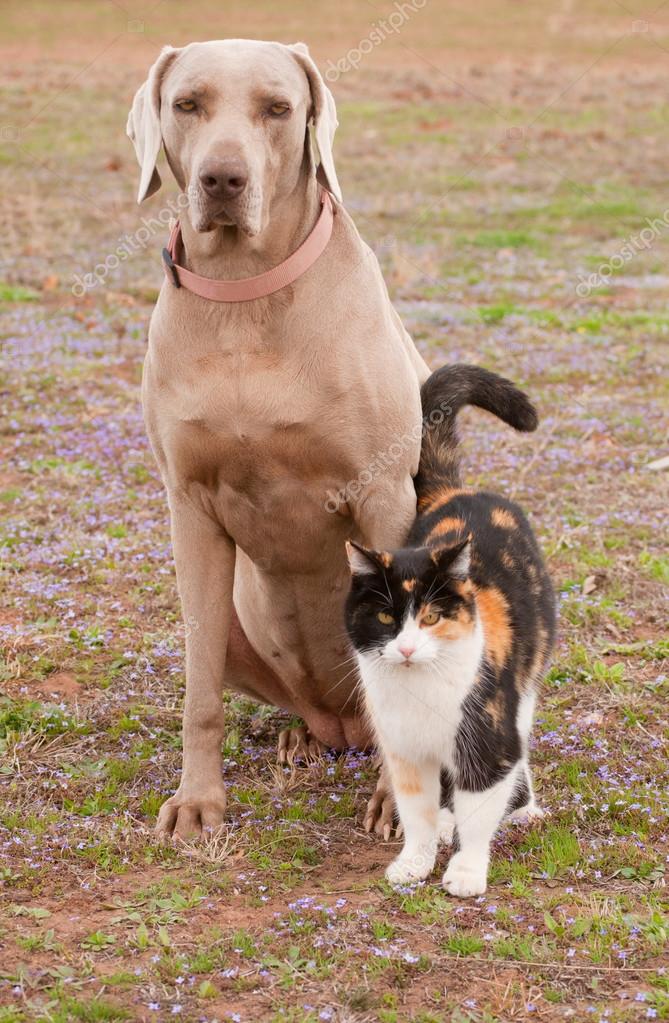 Are There Calico Dogs