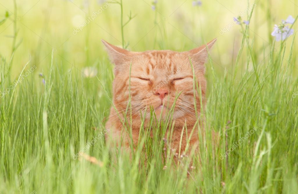 A blissfully happy orange tabby cat enjoying life in tall spring grass ...