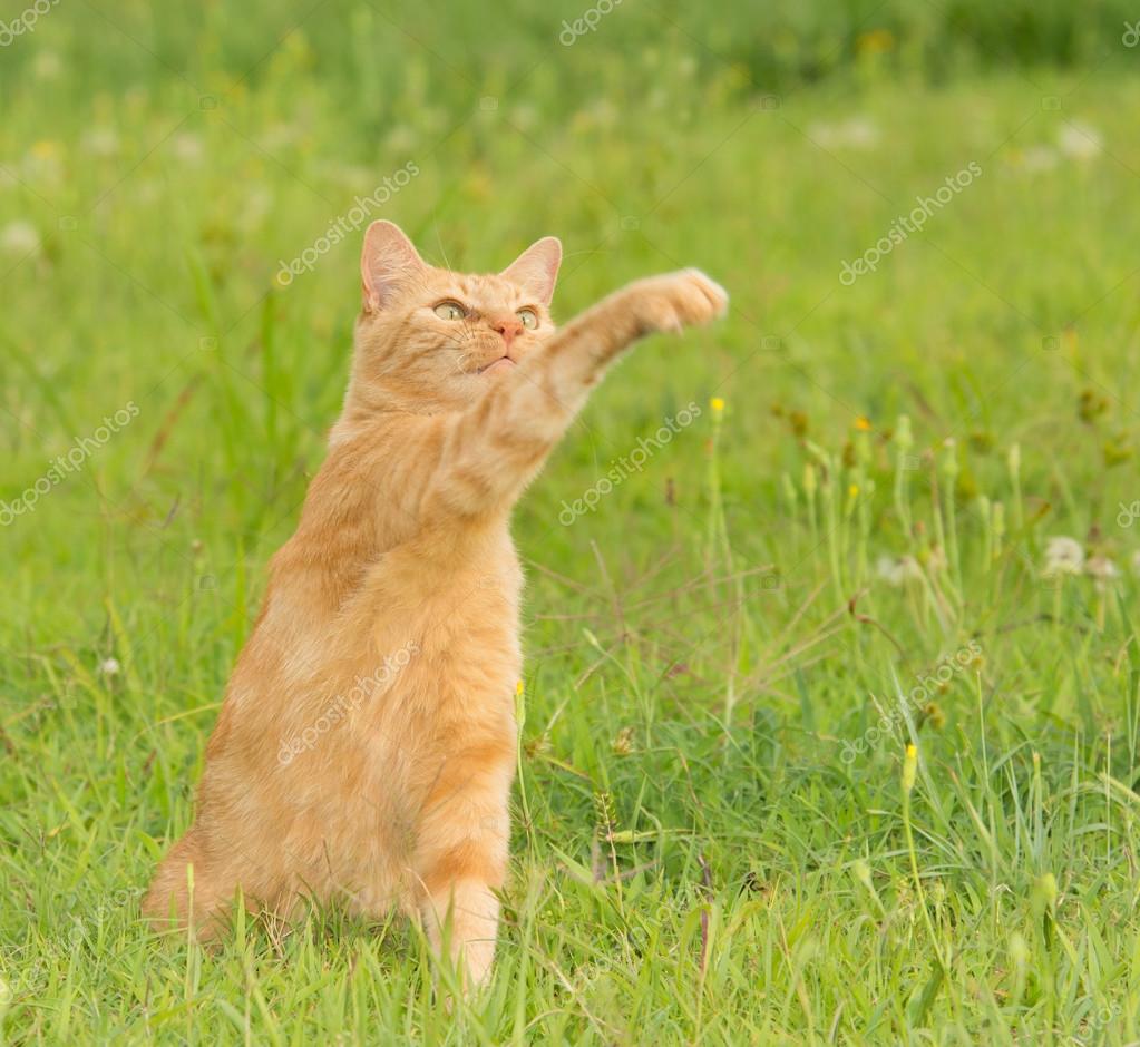 Beautiful ginger tabby cat swatting at the air in front of him, with ...