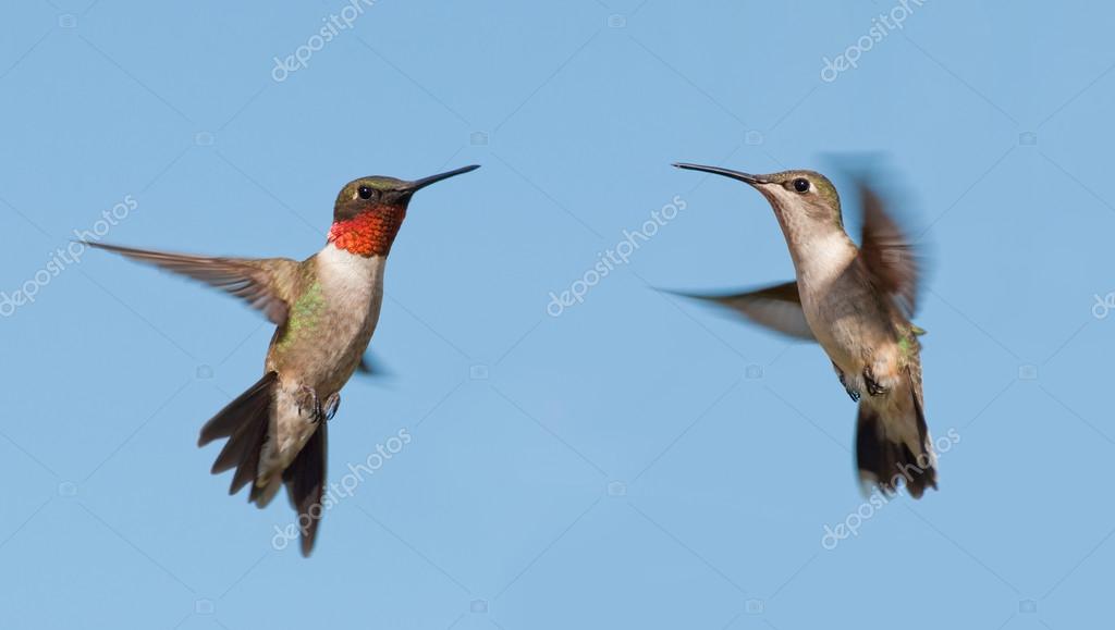 Two Ruby-throated Hummingbirds, a male and female, flying with a blue ...