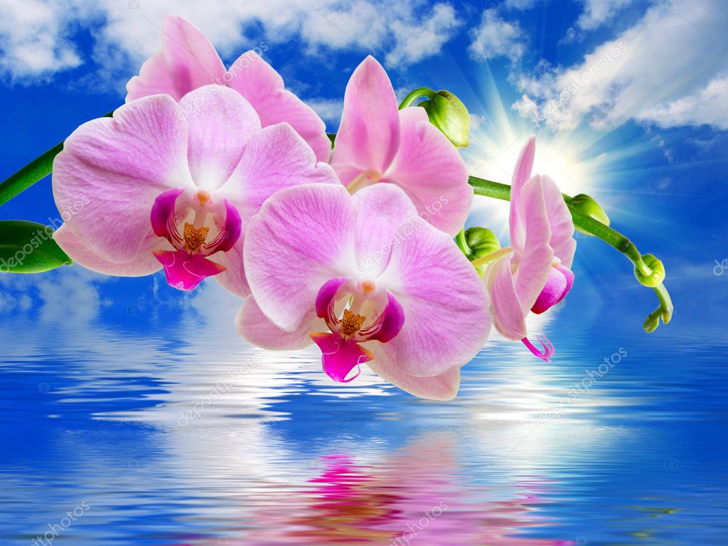 Orchid flower close up Stock Photo by ©MaxPayne 110788908