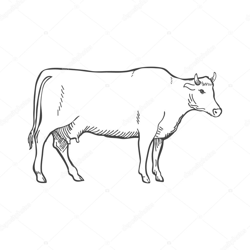 Hand Draw Cow Outline — Stock Vector © dimair #98076446