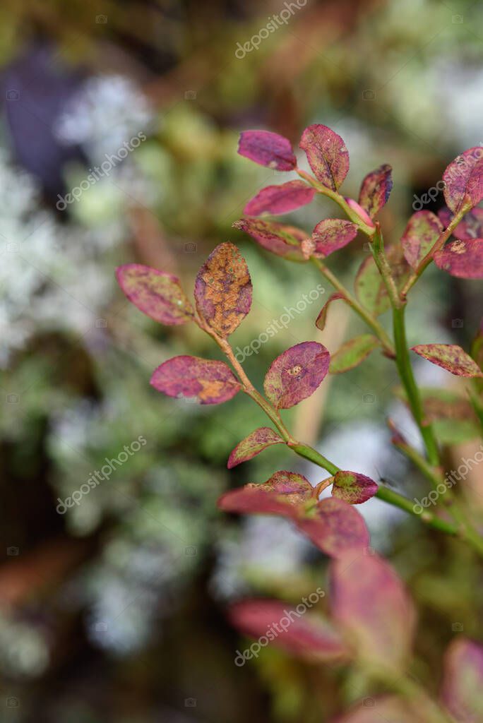 Un arbusto de arándanos que ha cambiado el color de sus hojas a rojo ...