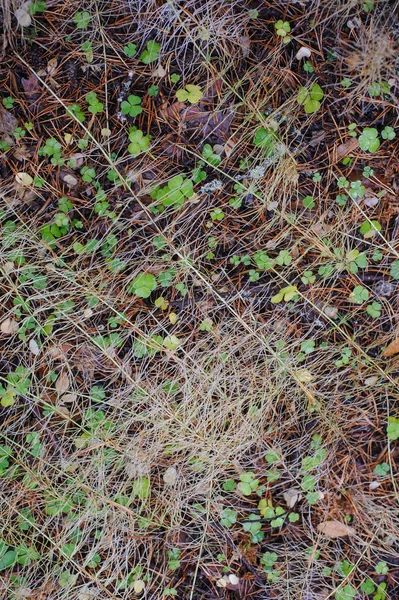 Sparse ground cover Stock Photos, Royalty Free Sparse ground cover ...