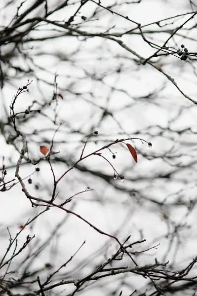 4 seasons Stock Photos, Royalty Free 4 seasons Images | Depositphotos