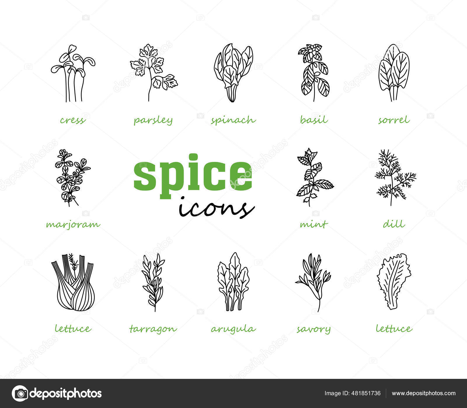Greenery Vector Icon Vegetable Green Leaves Culinary Herb Spice Cooking ...