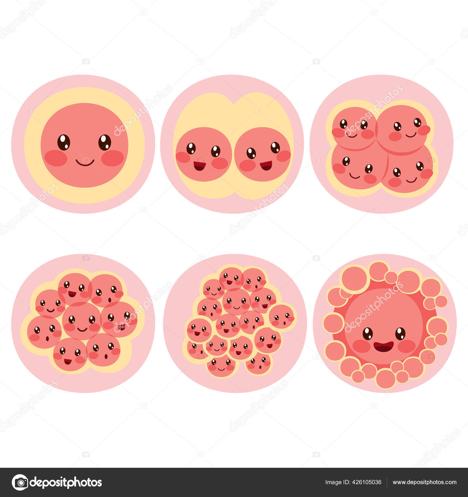 Célula Divisão Processo Caráter Bonito Óvulos Fertilizados Desde ...