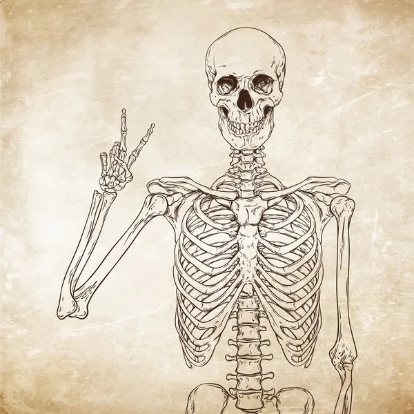 Human skeleton posing over old grunge paper background vector — Stock ...