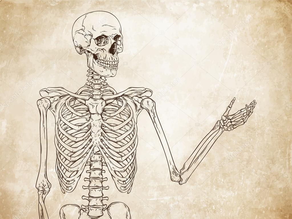 Human skeleton posing over old grunge paper background vector — Stock ...