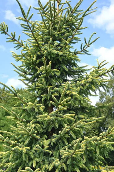 Black Spruce Tree Freshwater