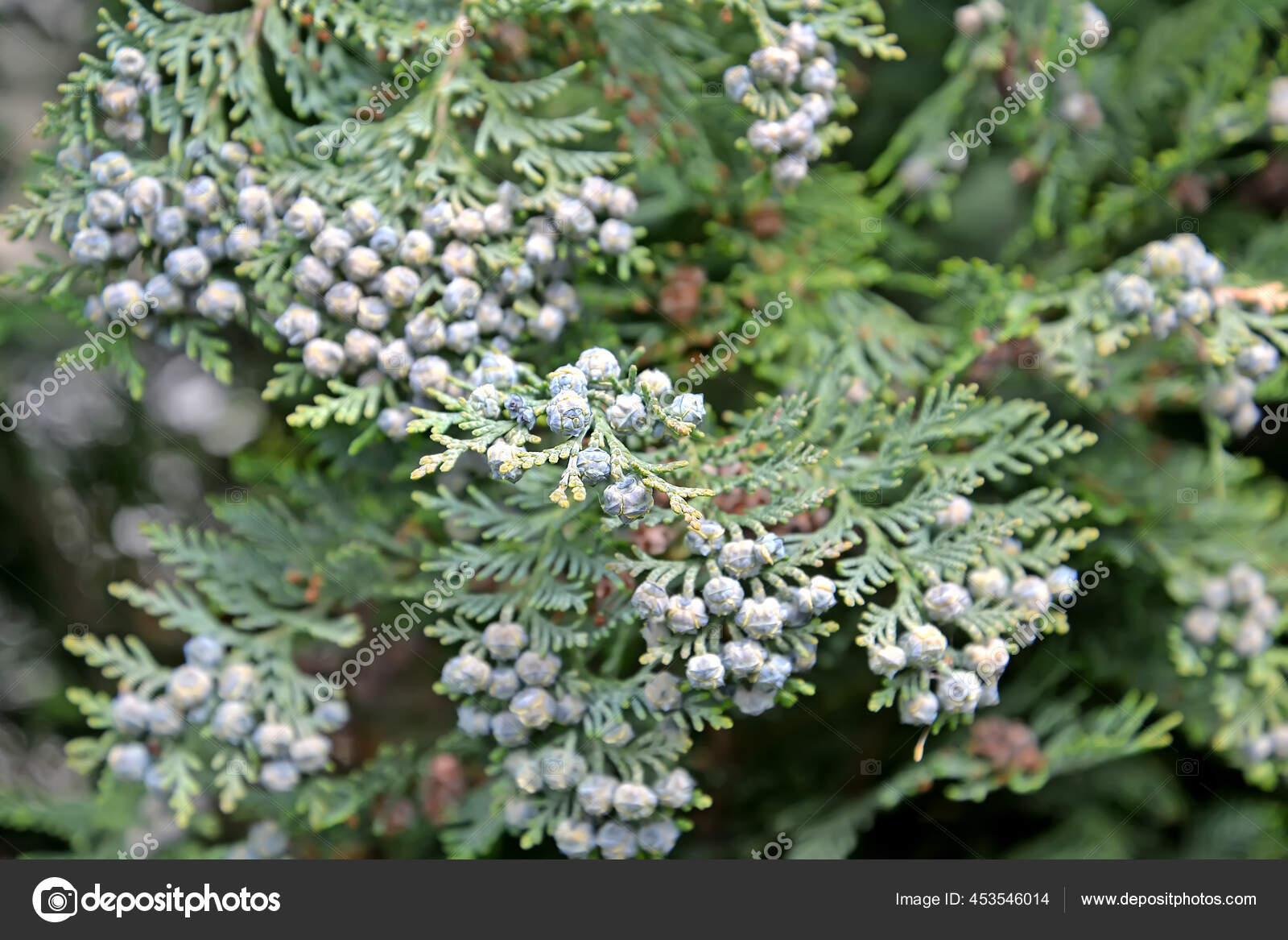 Juniperus Sabina Berries