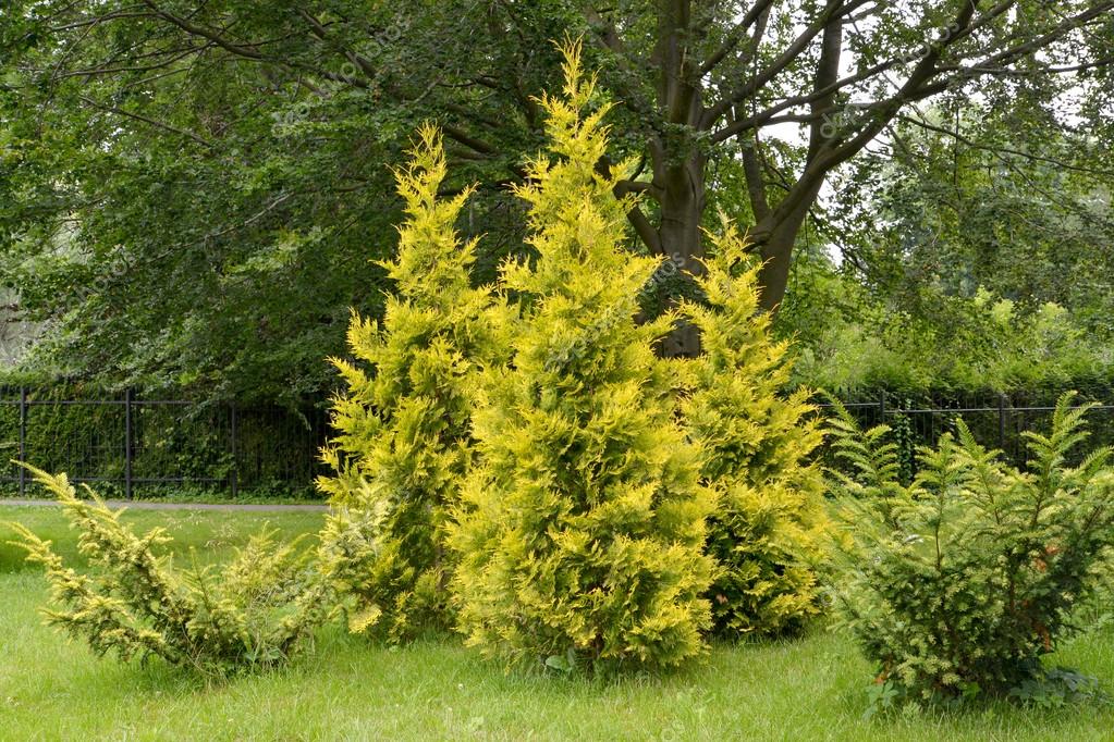 Thuja western grades golden and motley (Thuja occidentalis L. Au ...