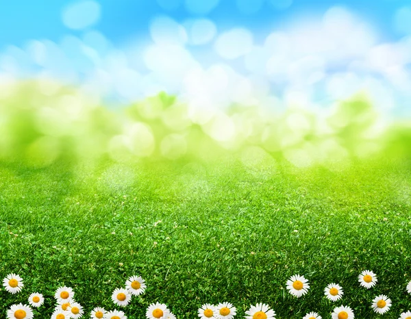 Nature Wallpaper Green Grass