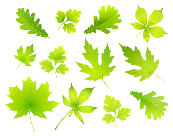 100,000 Greek leaves Vector Images | Depositphotos