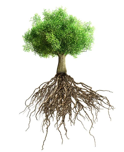 Tree with roots Stock Photo by ©varuna 64608333