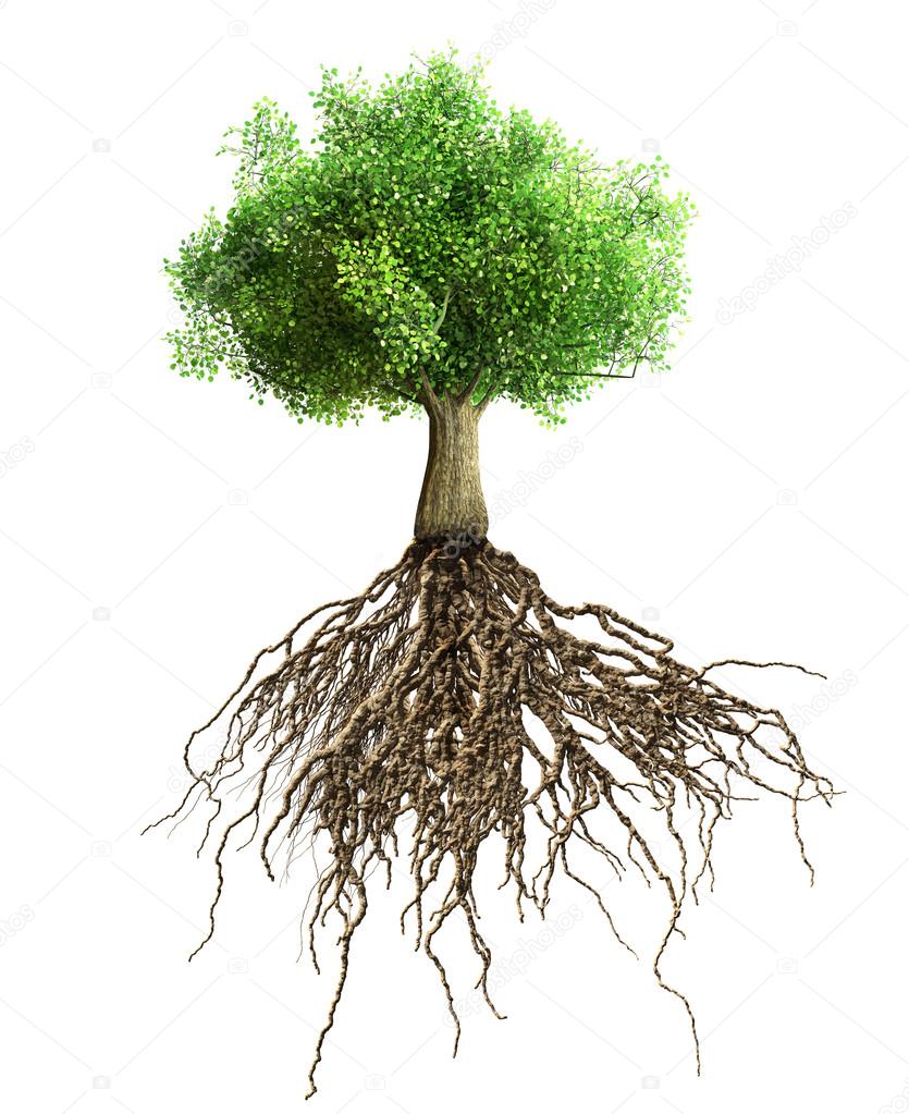 Tree with roots — Stock Photo © varuna #59305051