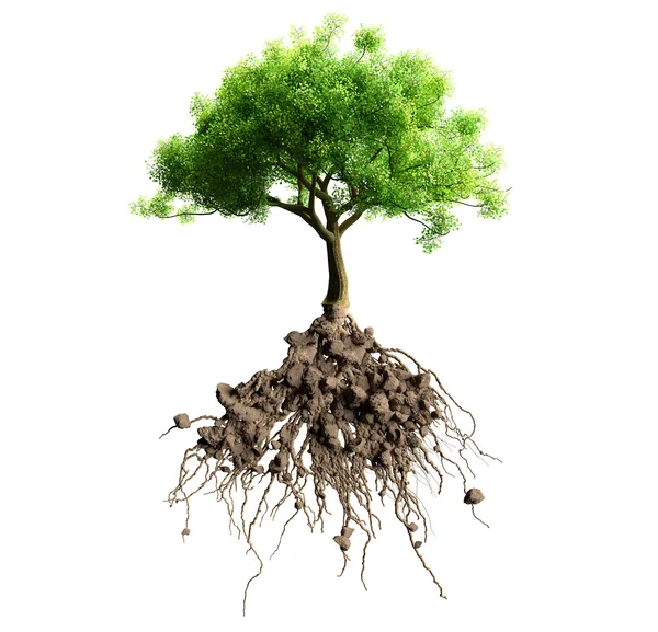 Tree with roots Stock Photo by ©varuna 64608333