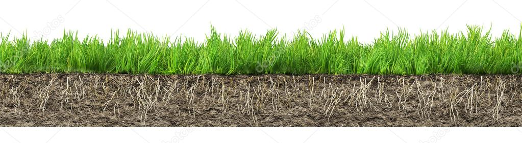 Grass with roots and soil Stock Photo by ©varuna 96161506