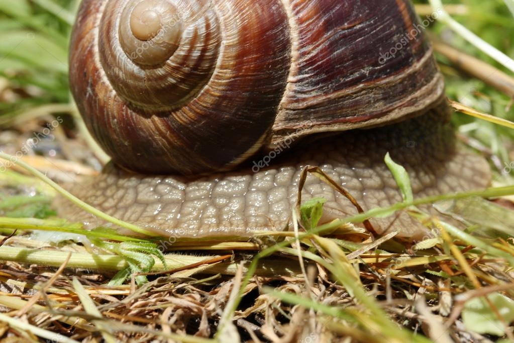 Snail — Stock Photo © reflex_safak #73313651