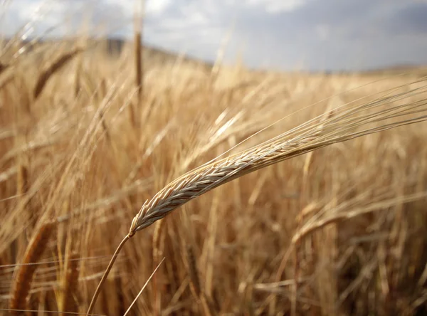 Mature rye Stock Photos, Royalty Free Mature rye Images | Depositphotos