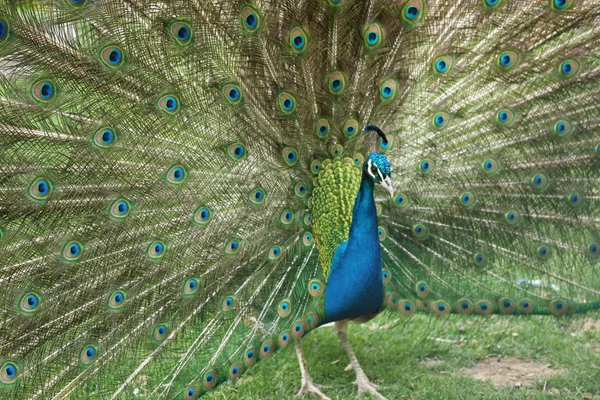 Real peacock Stock Photos, Royalty Free Real peacock Images | Depositphotos