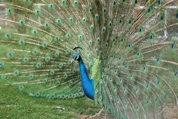 Real peacock Stock Photos, Royalty Free Real peacock Images | Depositphotos