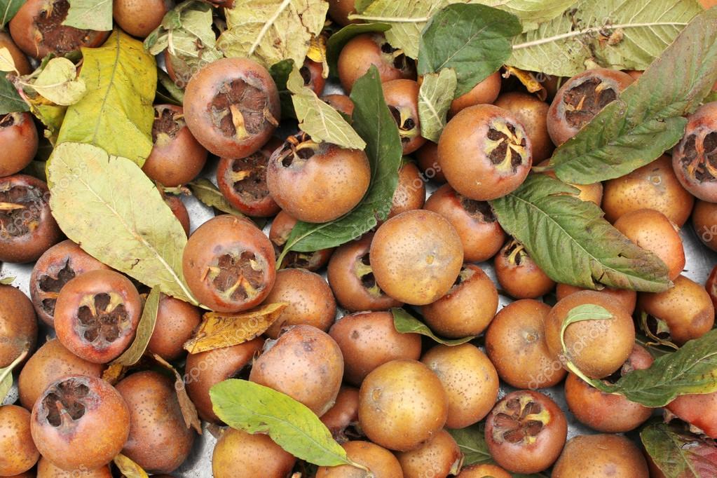 Medlar Stock Photo by ©reflex_safak 80640176