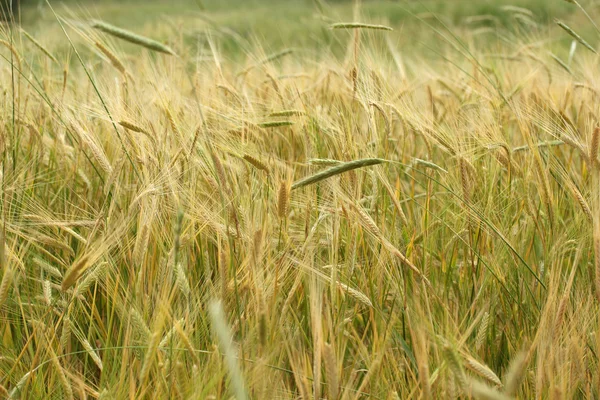 Pasto de trigo Stock Photos, Royalty Free Pasto de trigo Images ...