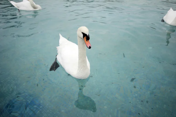 Swans floating in pool Stock Photo by ©reflex_safak 87505358