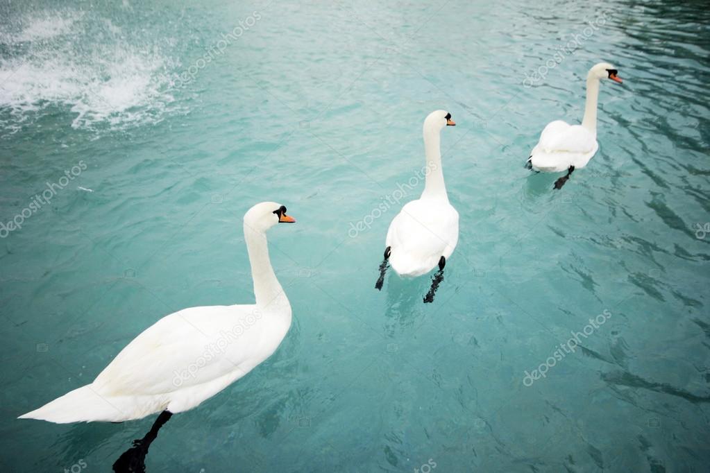 Swans floating in pool Stock Photo by ©reflex_safak 87505358