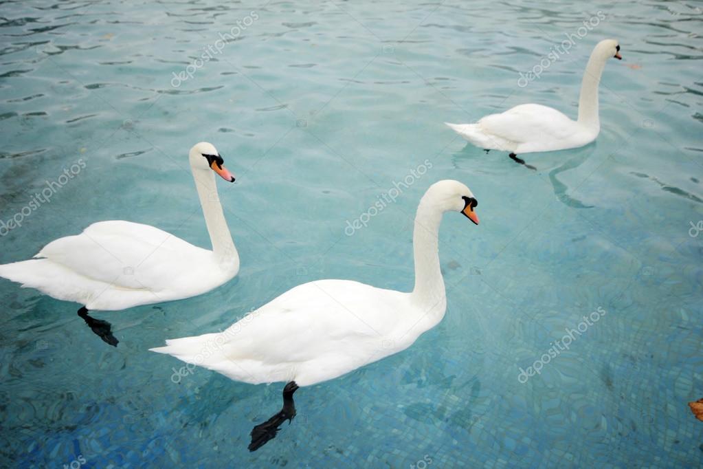 Swans floating in pool — Stock Photo © reflex_safak #87518014