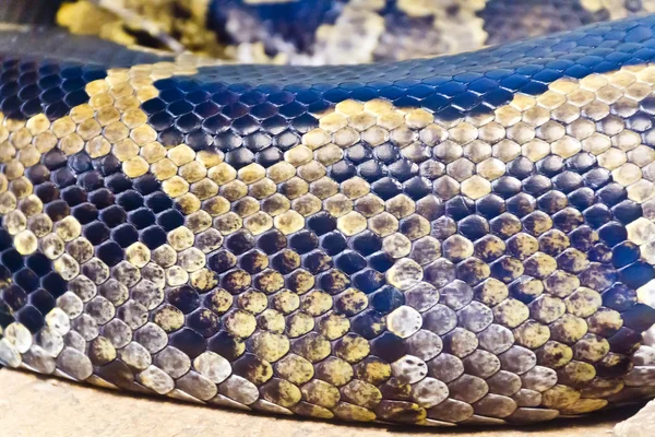 Close-up of Female Pinstripe Pied Royal python skin, ball python ...