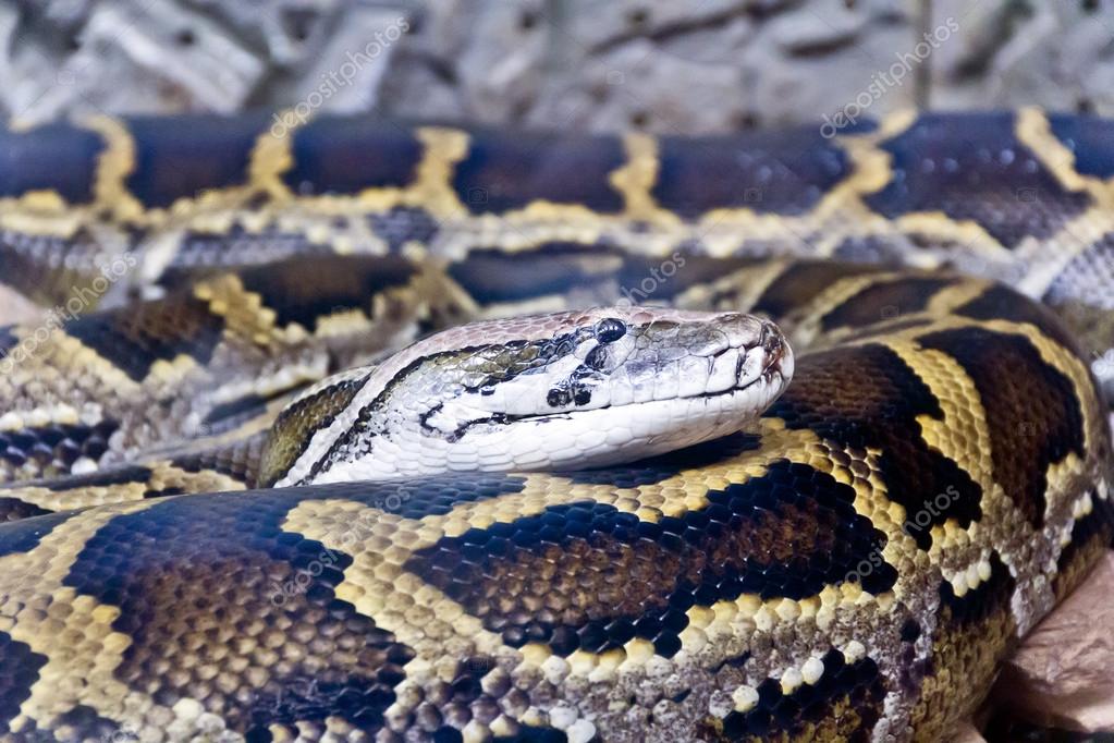 Photo of python head close up — Stock Photo © julialine #118994450