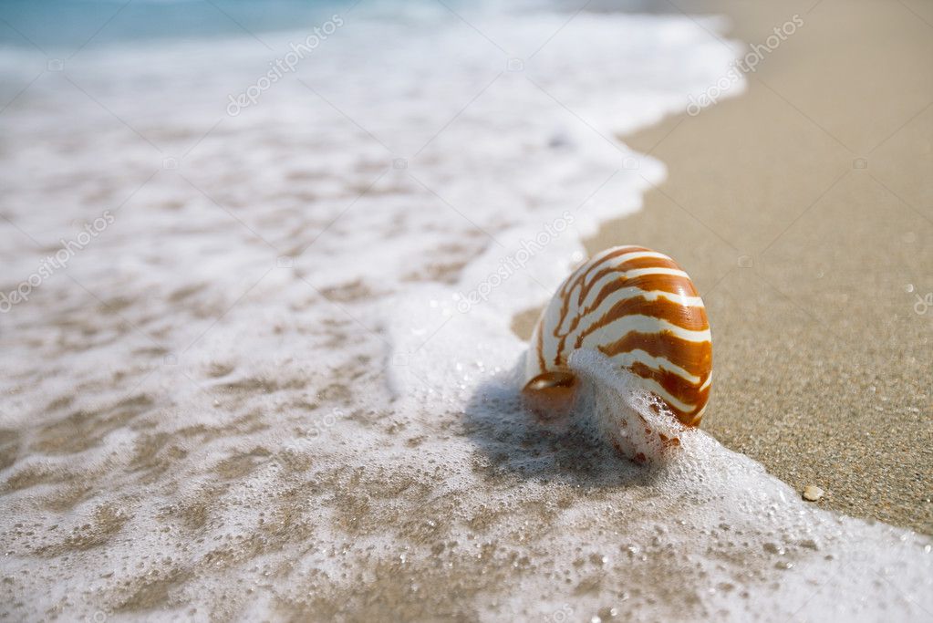 Nautilus shell on the beach — Stock Photo © lvenks #113804386