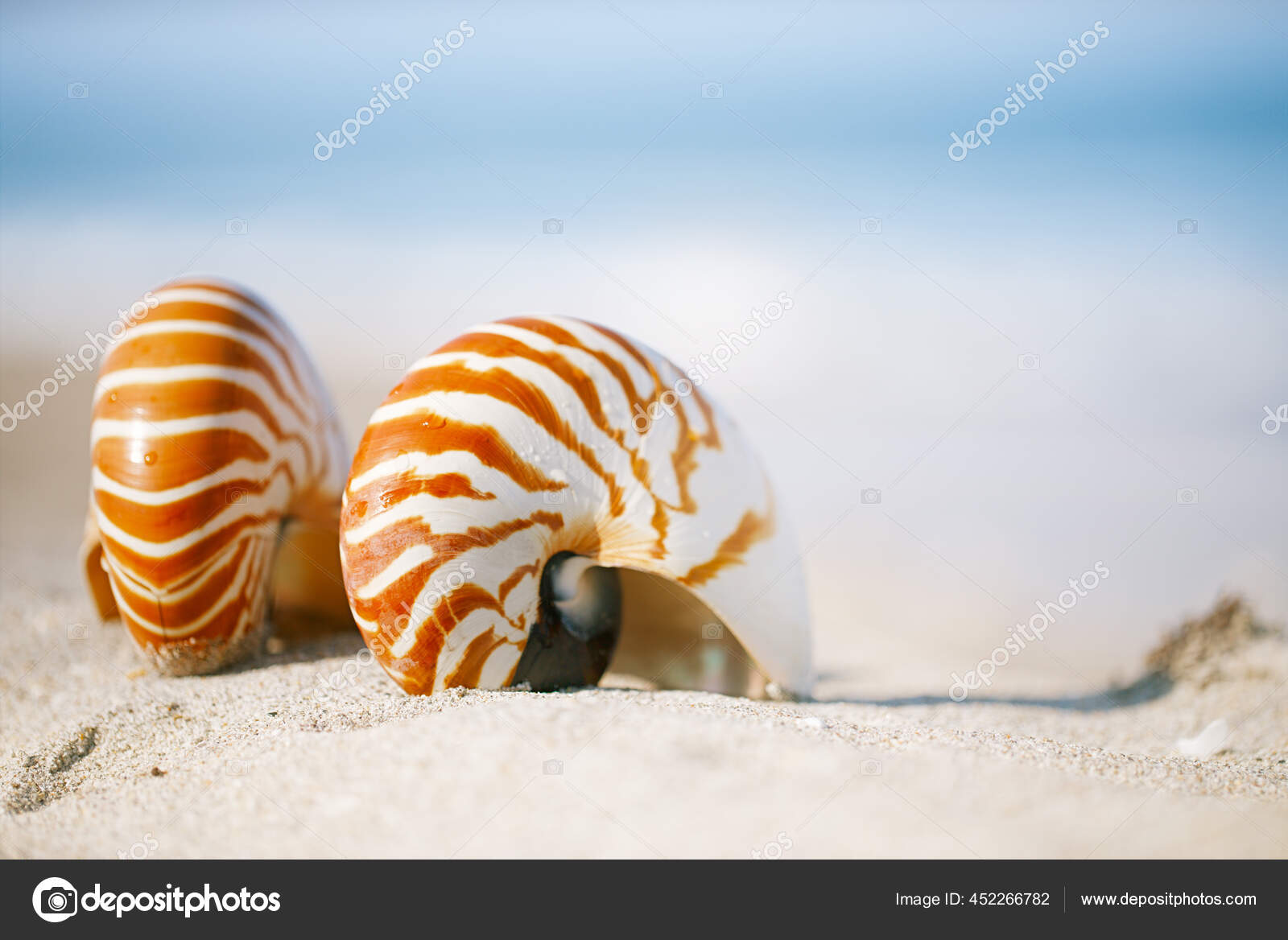 Nautilus Shell On Beach