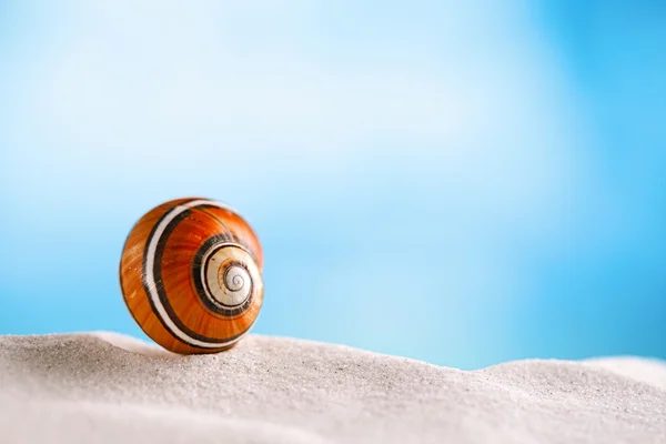 Bright polymita shell on beach Stock Photo by ©lvenks 52632427