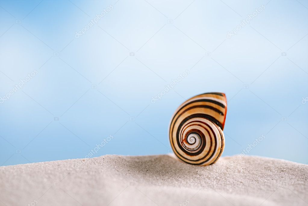 Bright polymita shell on beach Stock Photo by ©lvenks 52632427