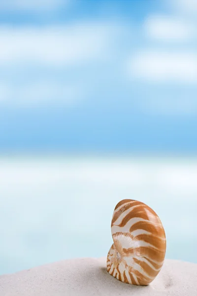 Nautilus shell at resort swimming pool edge Stock Photo by ©lvenks 54797391