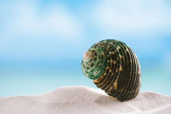 Seashells on the beach Stock Photo by ©Sandralise 5660197