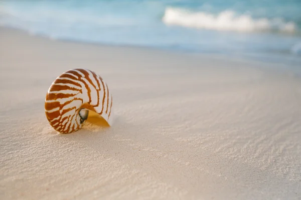 Nautilus shell on white beach sand Stock Photo by ©lvenks 117103156