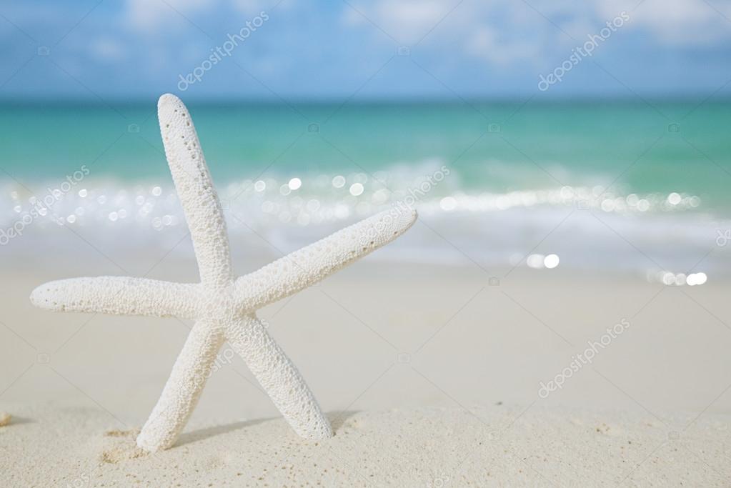 White Starfish On Beach