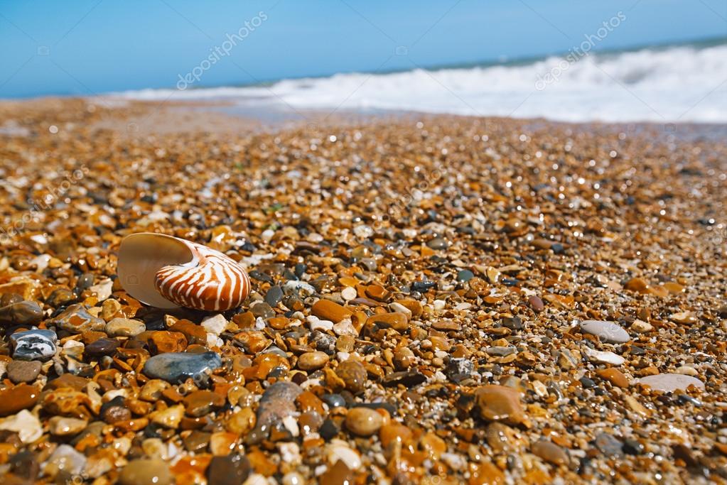Nautilus shell on pebble beach Stock Photo by ©lvenks 75576565
