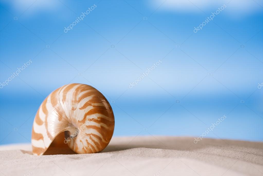 Nautilus shell on white Florida beach Stock Photo by ©lvenks 78752258