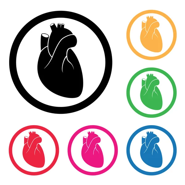 Vector human heart medical symbol of cardiology — Stock Vector ...