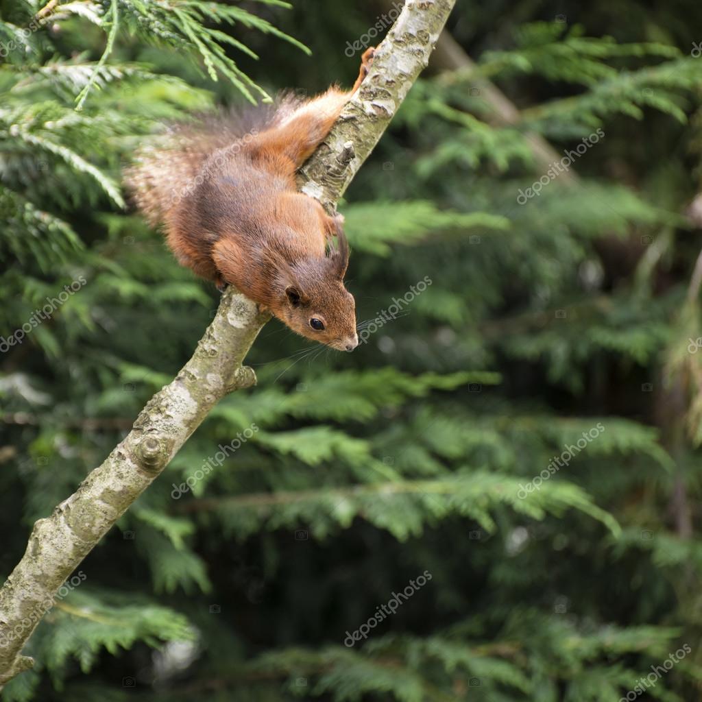 Beautiful red squirrel playing in tree trying to reach food ⬇ Stock ...