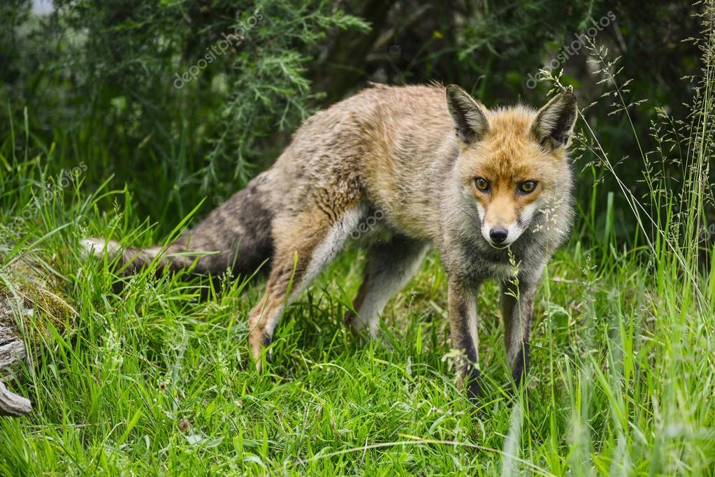 Stunning male fox in long lush green grass of Summer field Stock Photo ...
